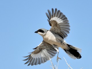Loggerhead Shrike - eBird