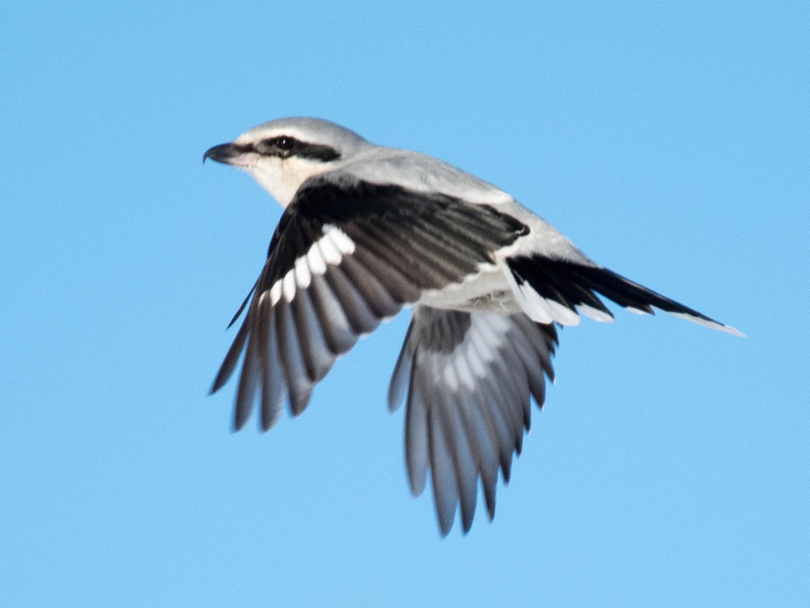 Northern Shrike - eBird