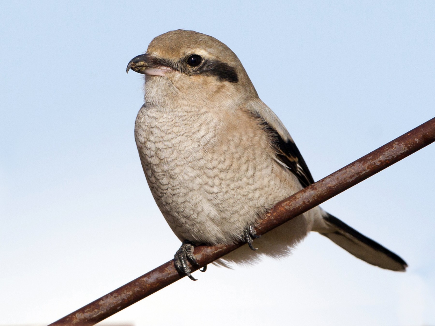 Northern Shrike - eBird