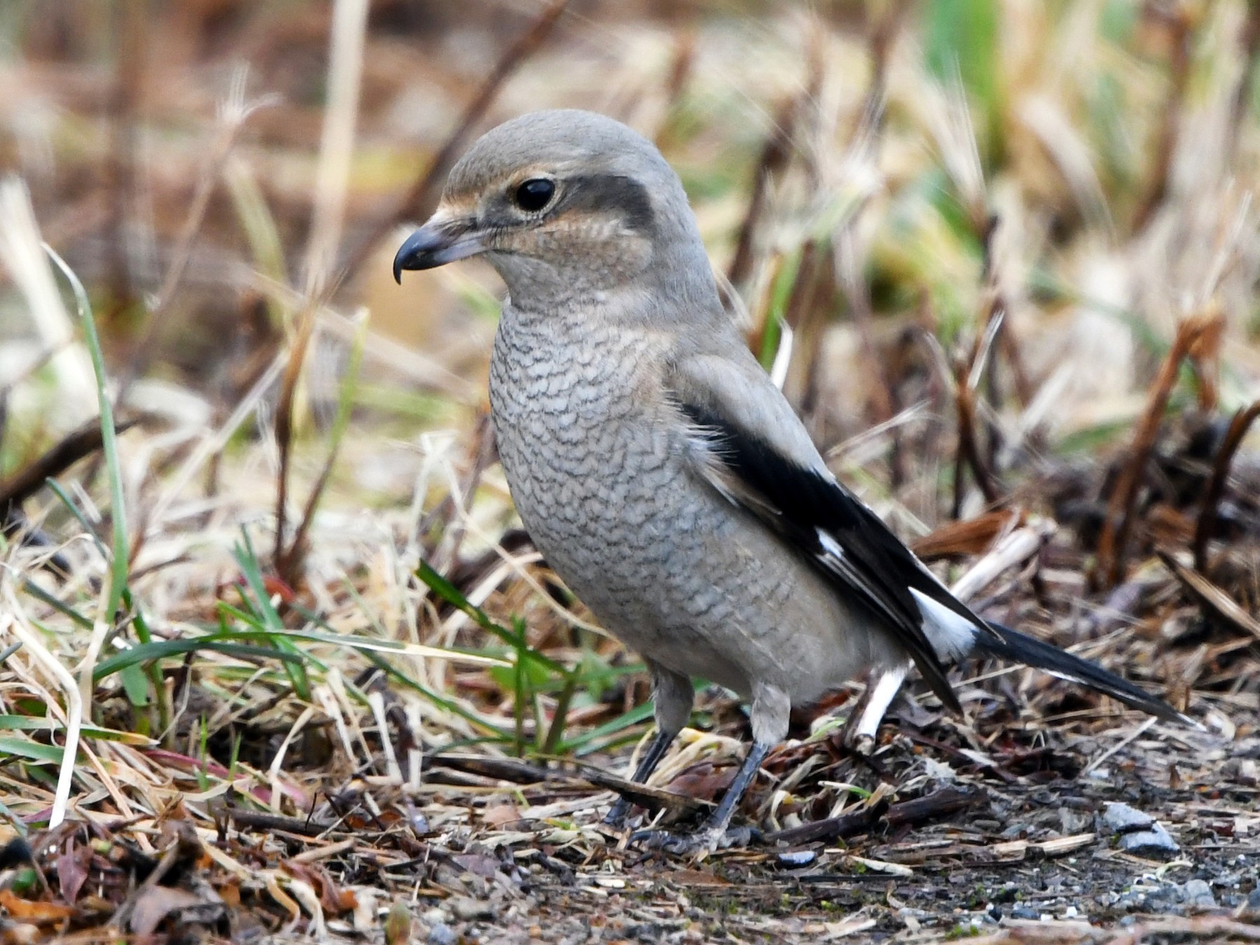 Northern Shrike - eBird