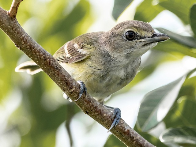 White Eyed Vireo