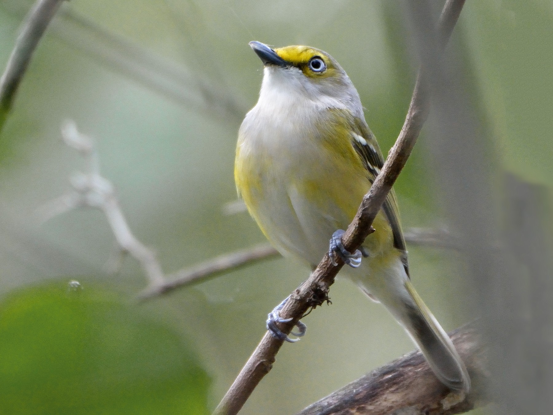 White Eyed Vireo