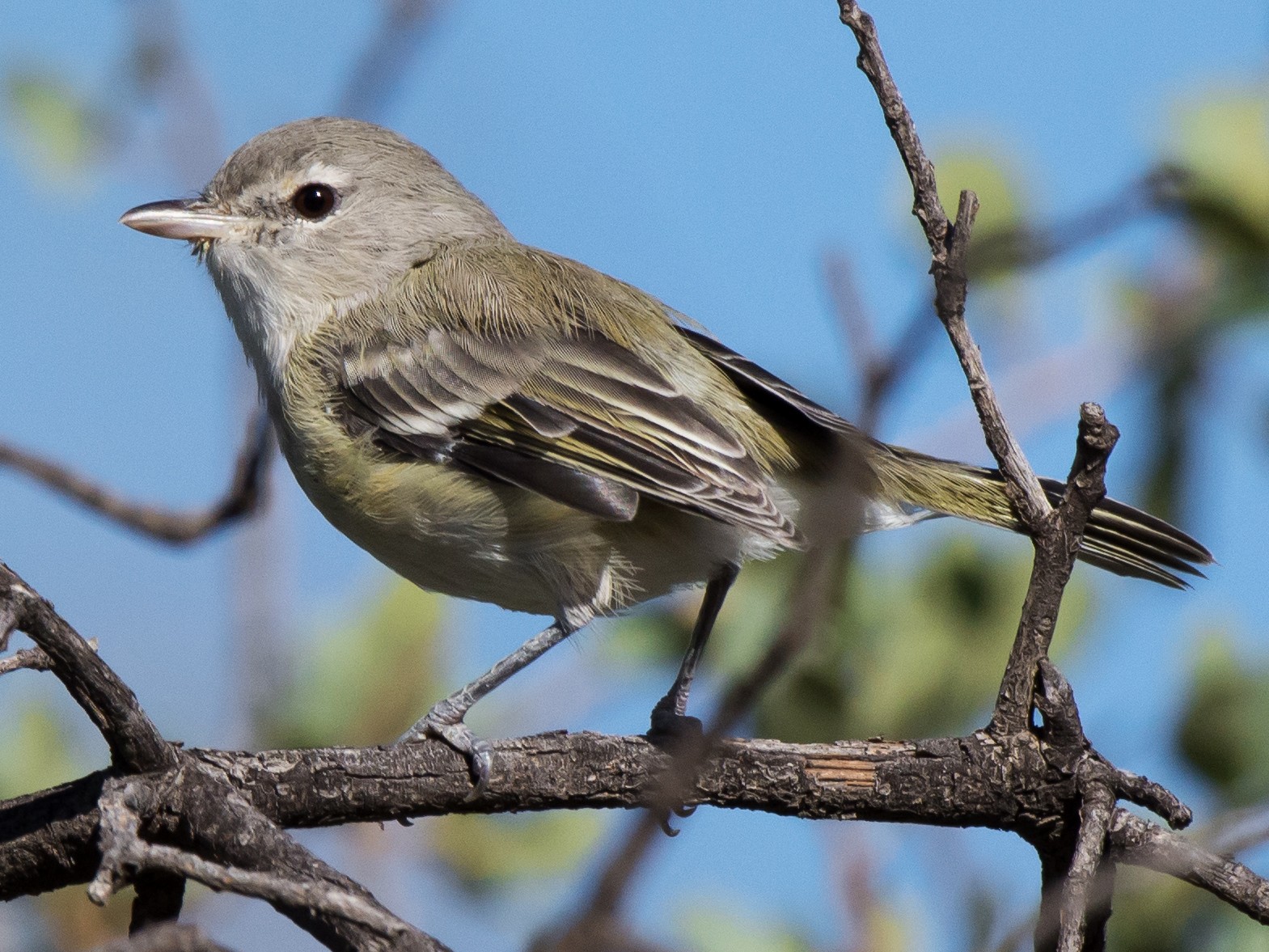 Bell's Vireo - eBird