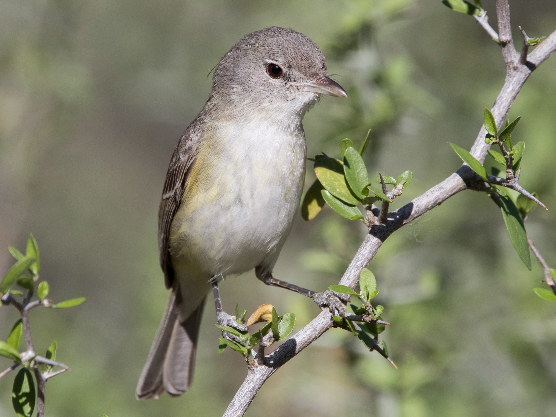 Bell's Vireo - eBird