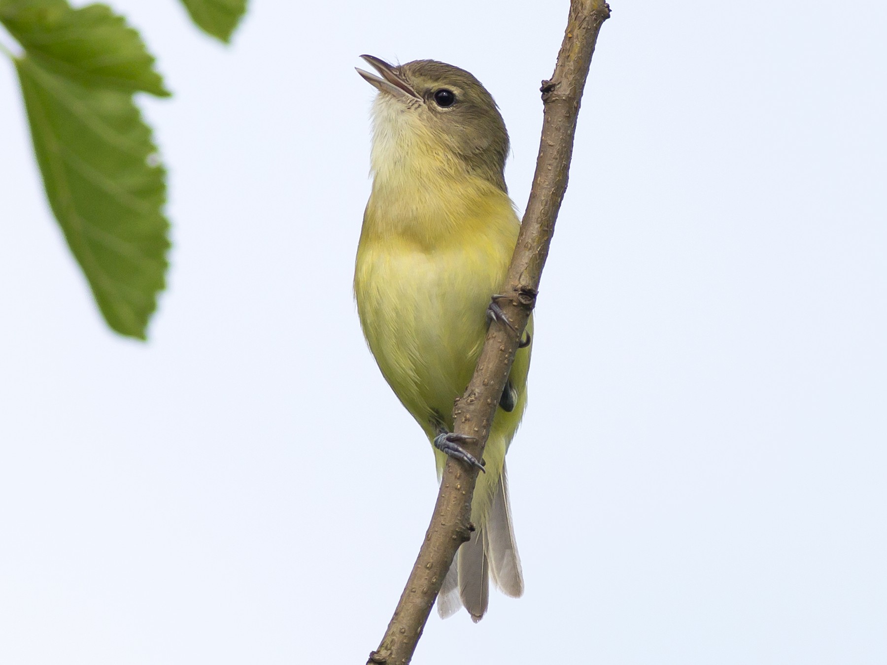 Bell's Vireo - eBird