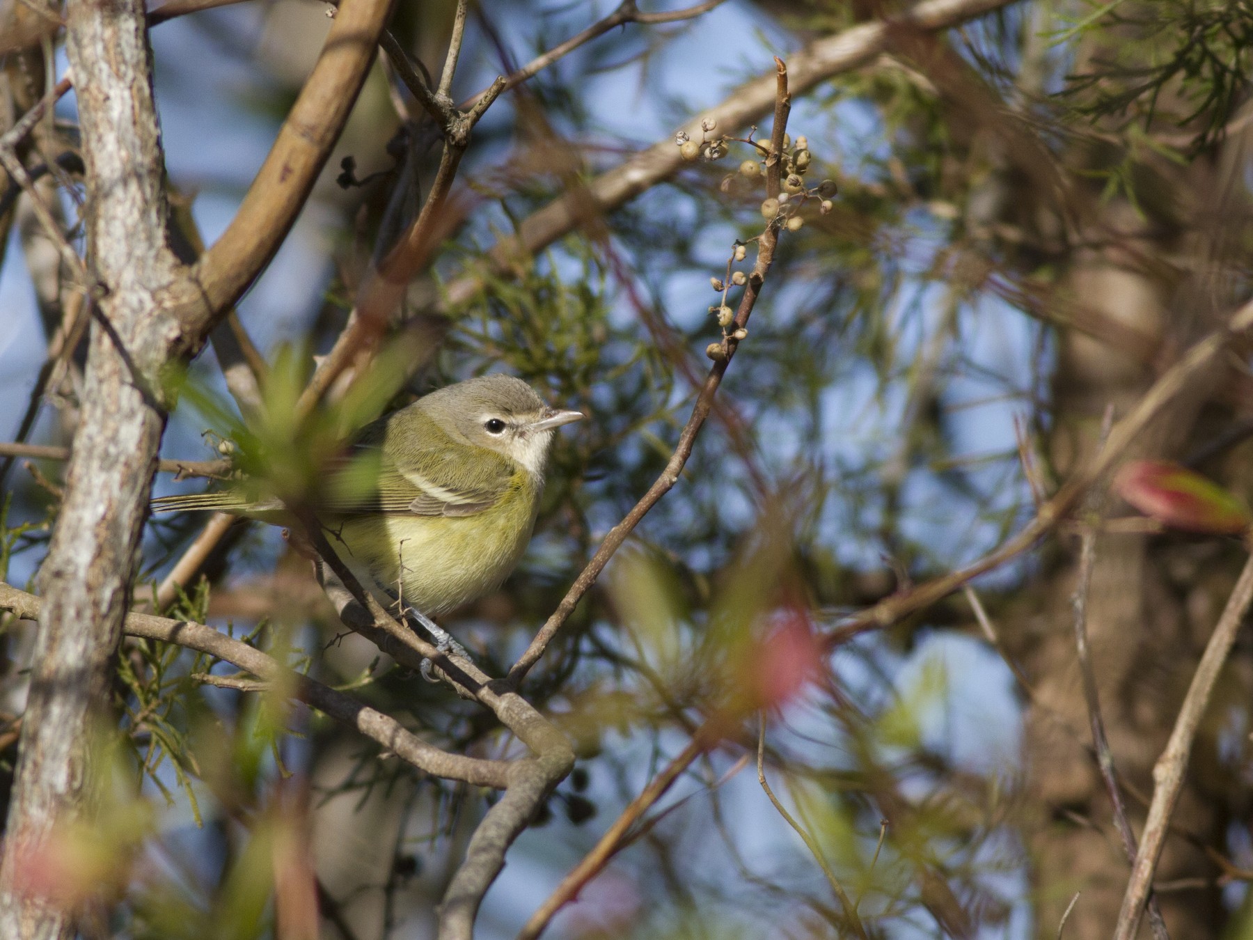 Bell's Vireo - eBird