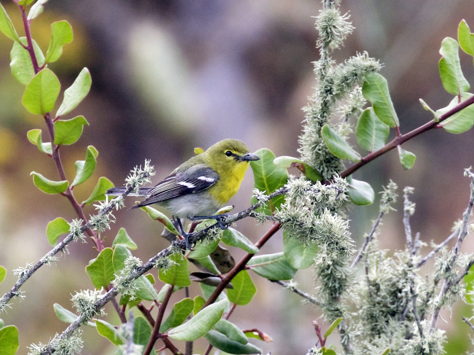 Yellow-throated Vireo - eBird