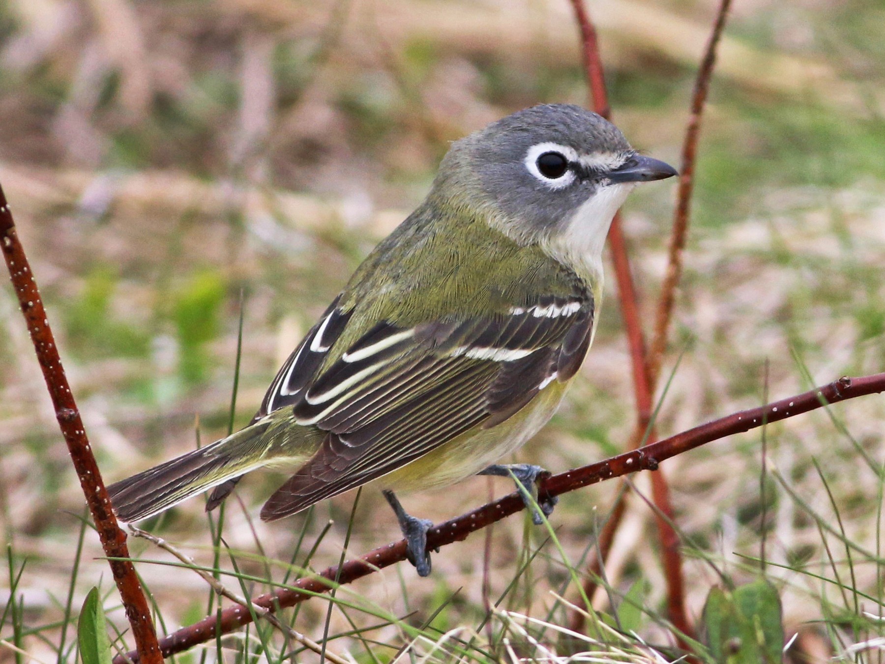 Blue-headed Vireo - eBird