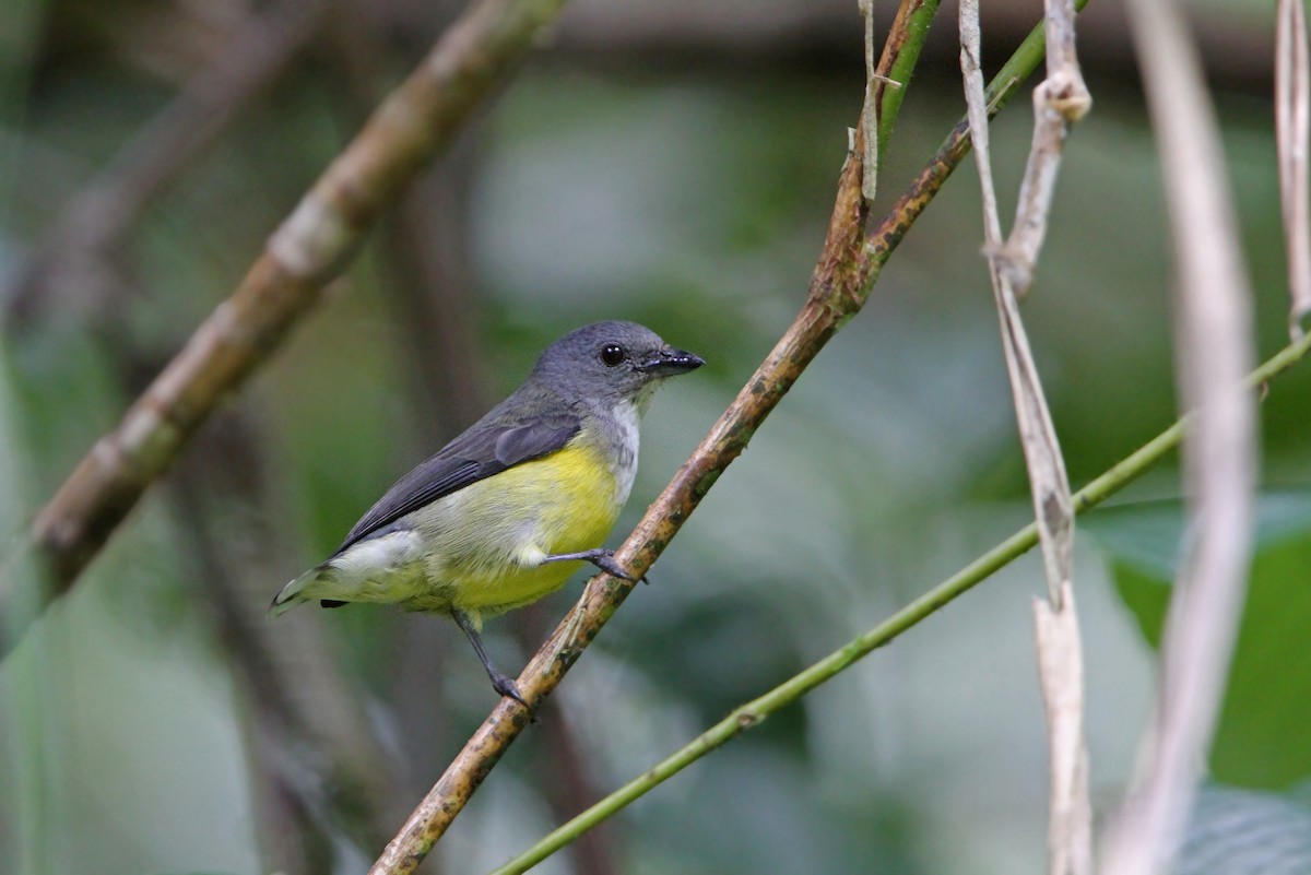 White-throated Flowerpecker - Pachyglossa vincens - Birds of the World