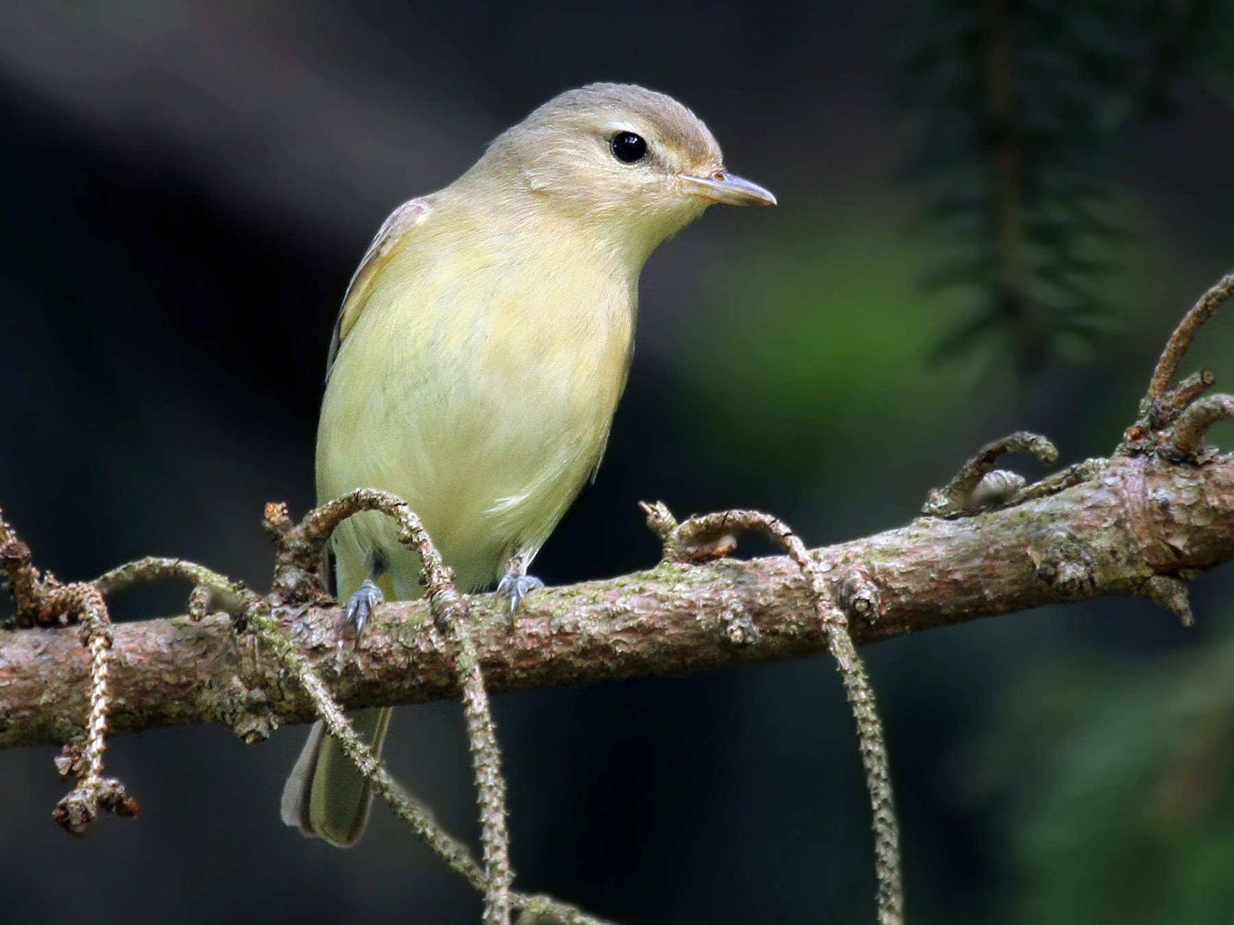 Warbling Vireo - eBird