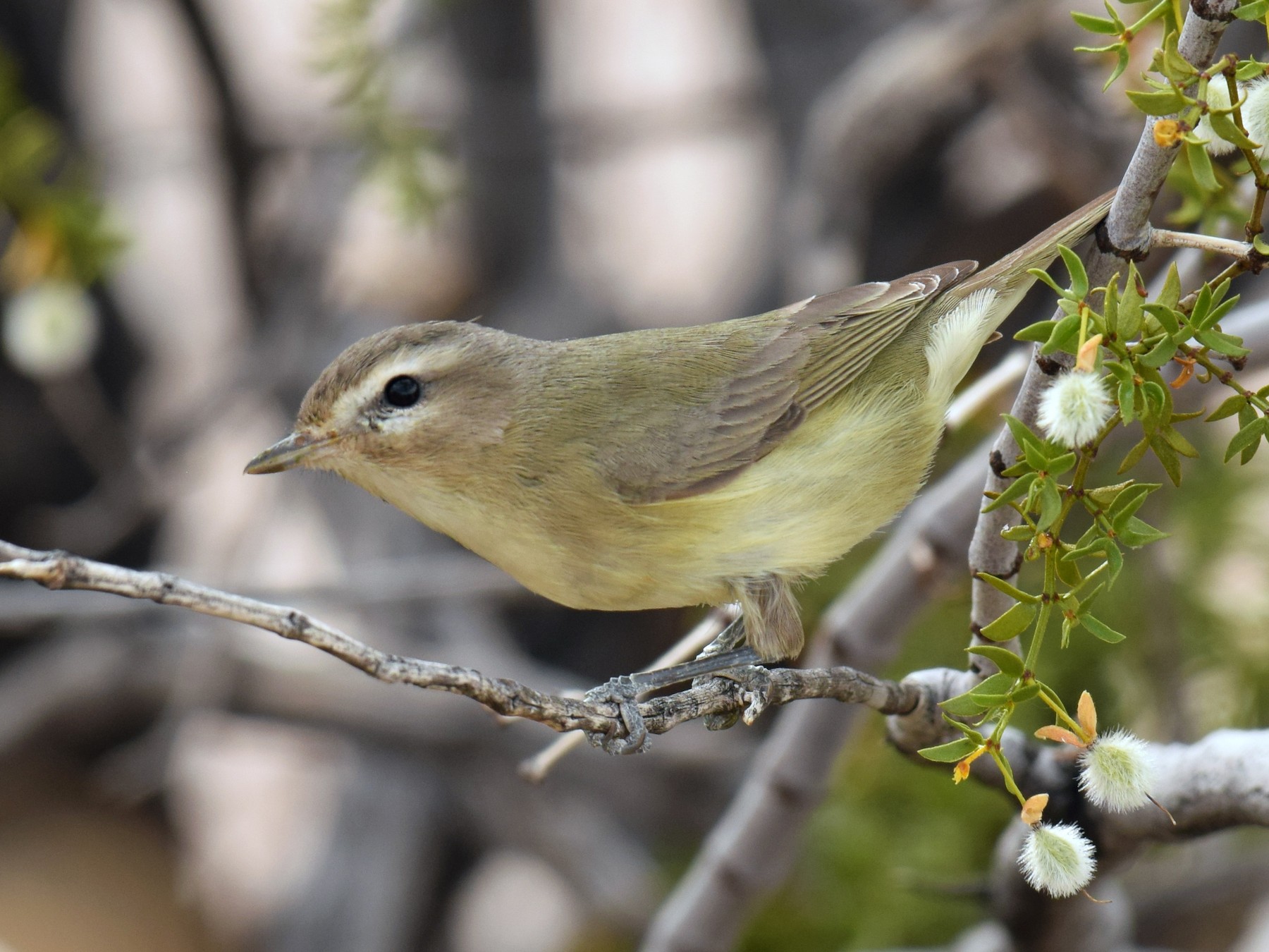 Warbling Vireo - eBird
