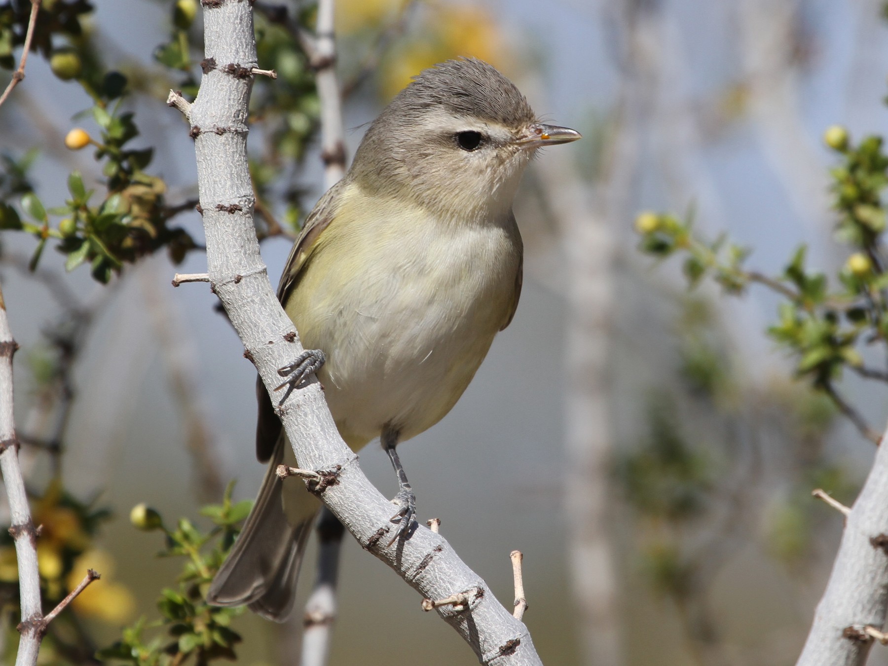 Warbling Vireo - eBird