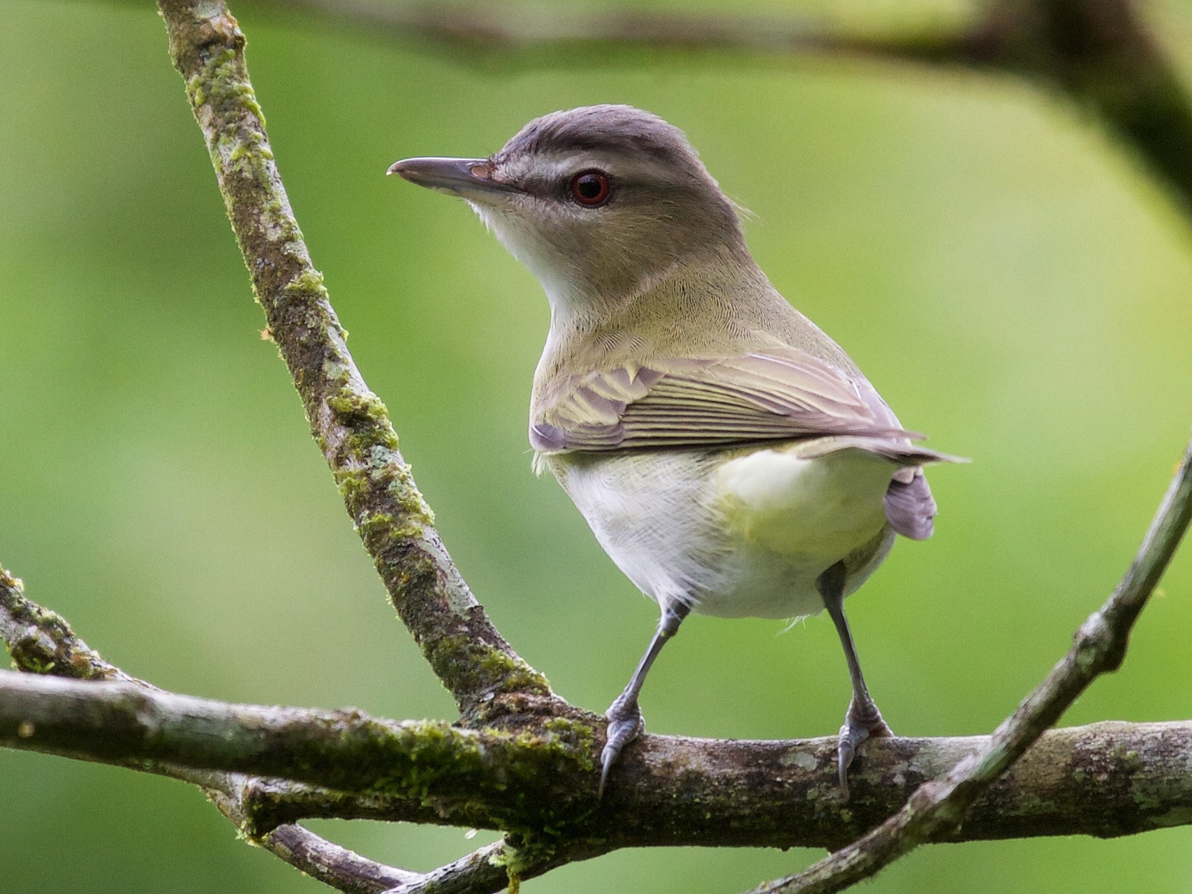 Red-eyed/Chivi Vireo - eBird