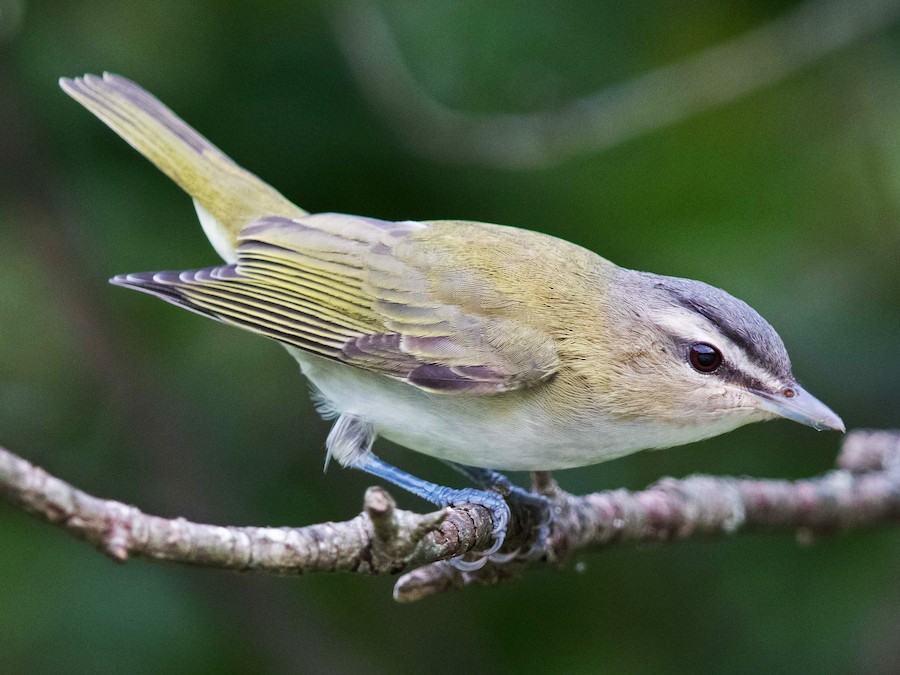Red-eyed/Chivi Vireo - eBird