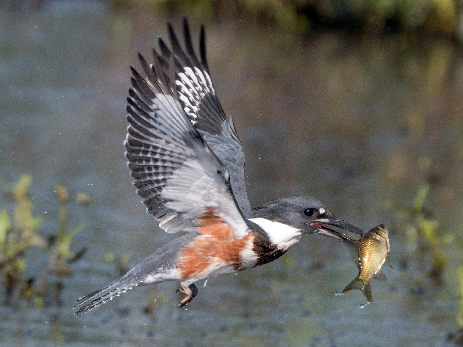 Belted Kingfisher - eBird