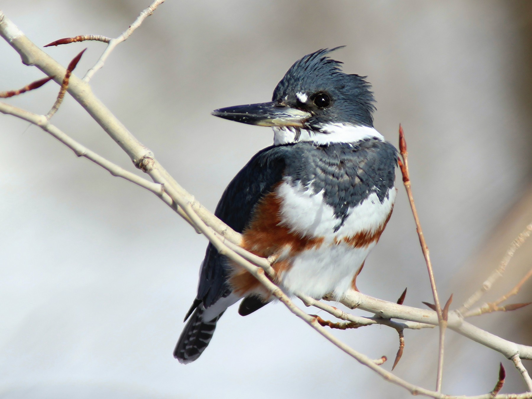 Belted Kingfisher - eBird