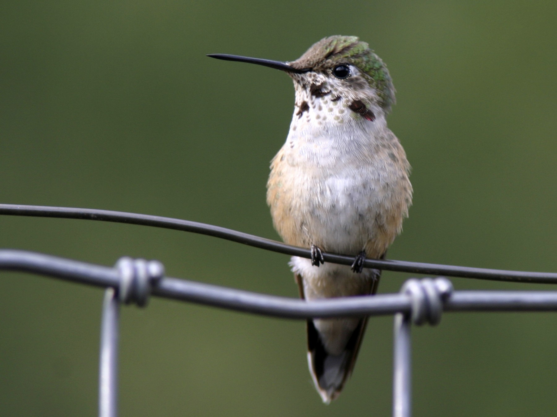 Broad-tailed Hummingbird - eBird