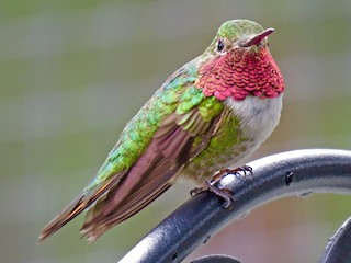 Colibri à queue large - eBird