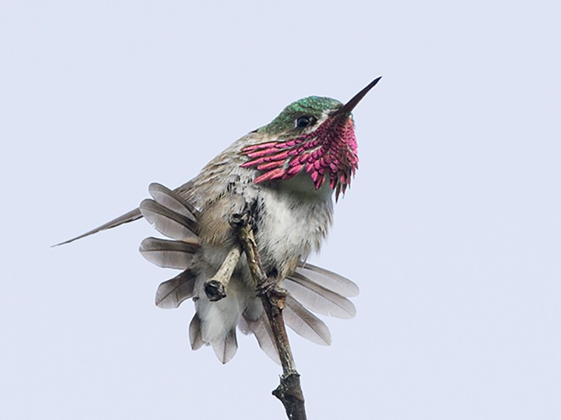 Calliope Hummingbird - eBird