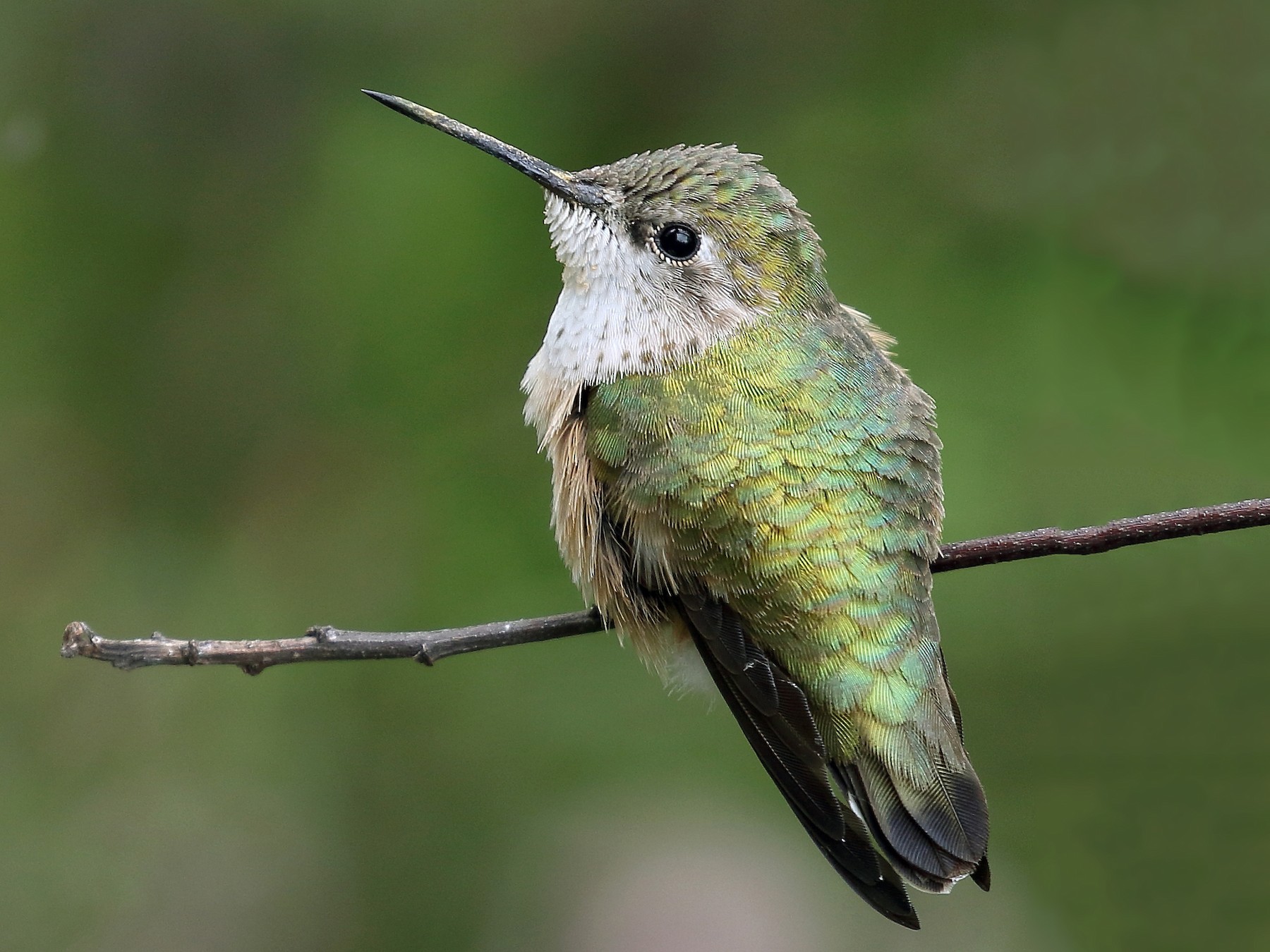 Calliope Hummingbird - eBird