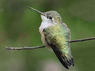 Calliope Hummingbird - eBird