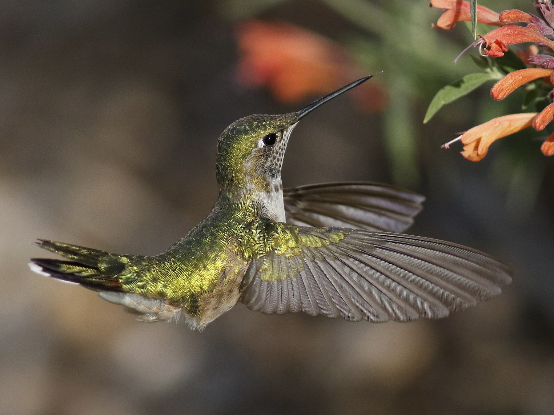 Calliope Hummingbird - eBird