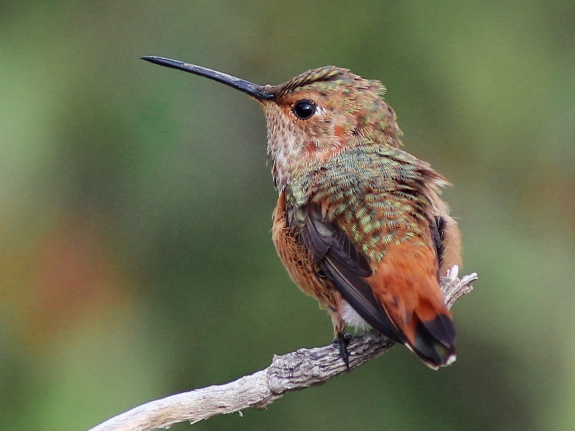 Allen's Hummingbird - eBird