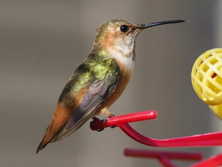 Allen's Hummingbird - eBird