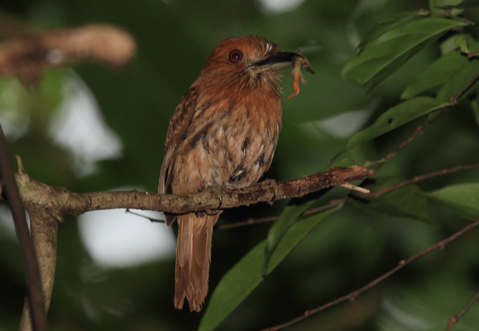 eBird Checklist - 18 Jun 2014 - PN Cerro Hoya - 48 species