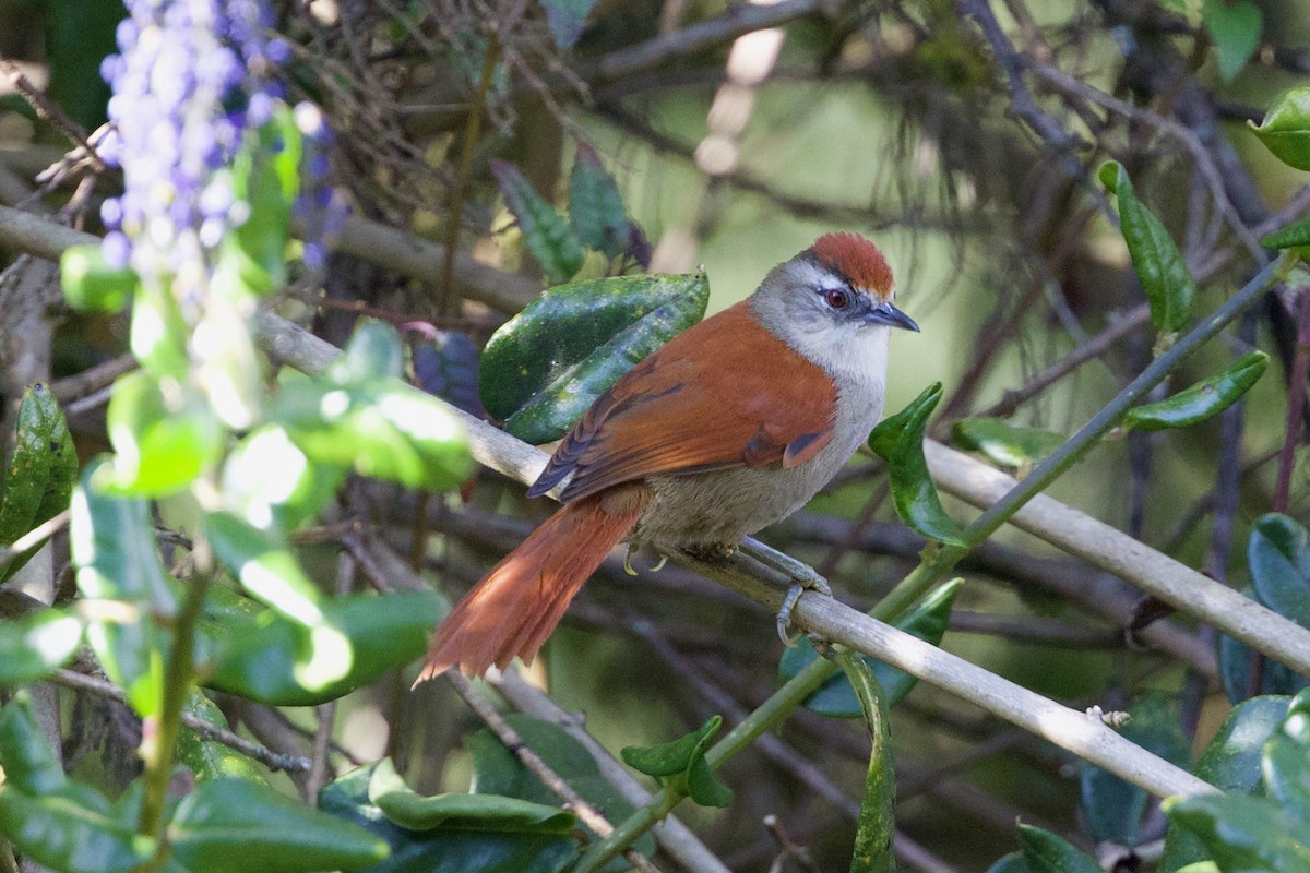 Marcapata Spinetail - Cranioleuca marcapatae - Birds of the World