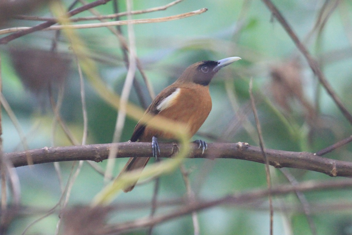 Rennell Shrikebill - Clytorhynchus hamlini - Birds of the World