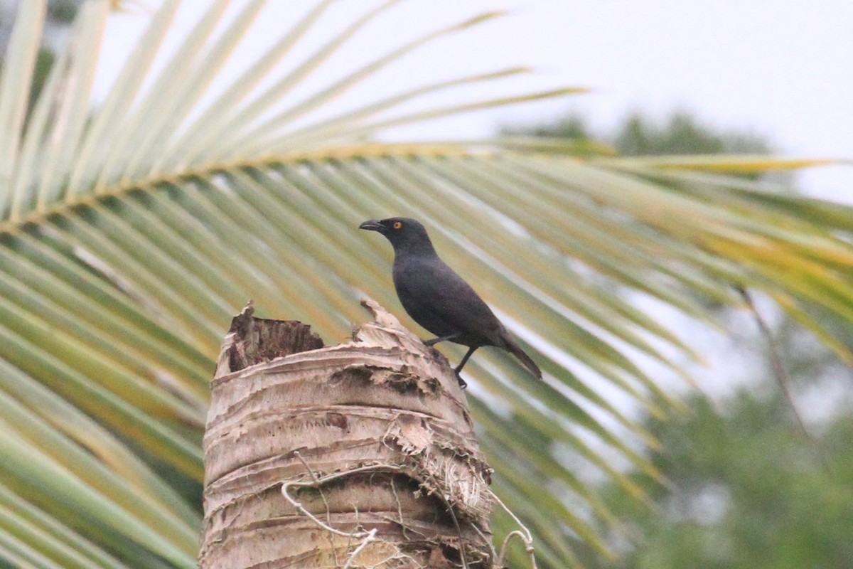 Rennell Starling - Aplonis insularis - Birds of the World