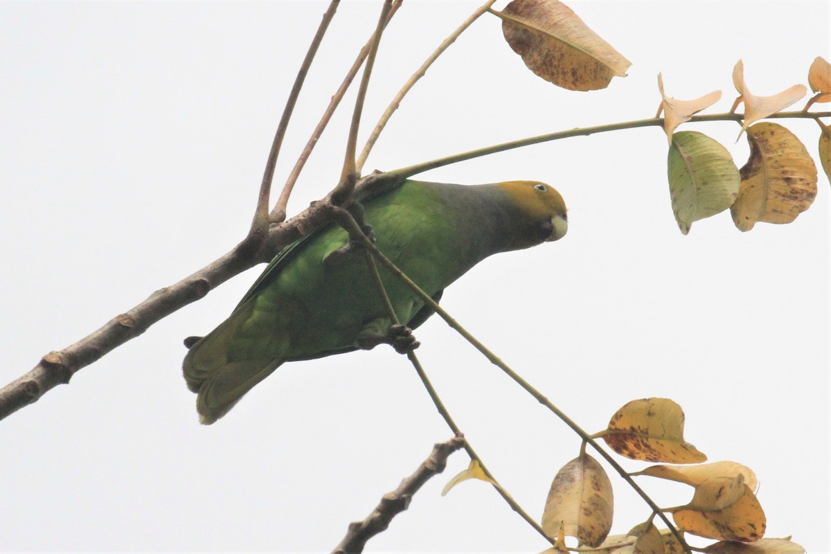 Singing Parrot - Geoffroyus heteroclitus - Birds of the World
