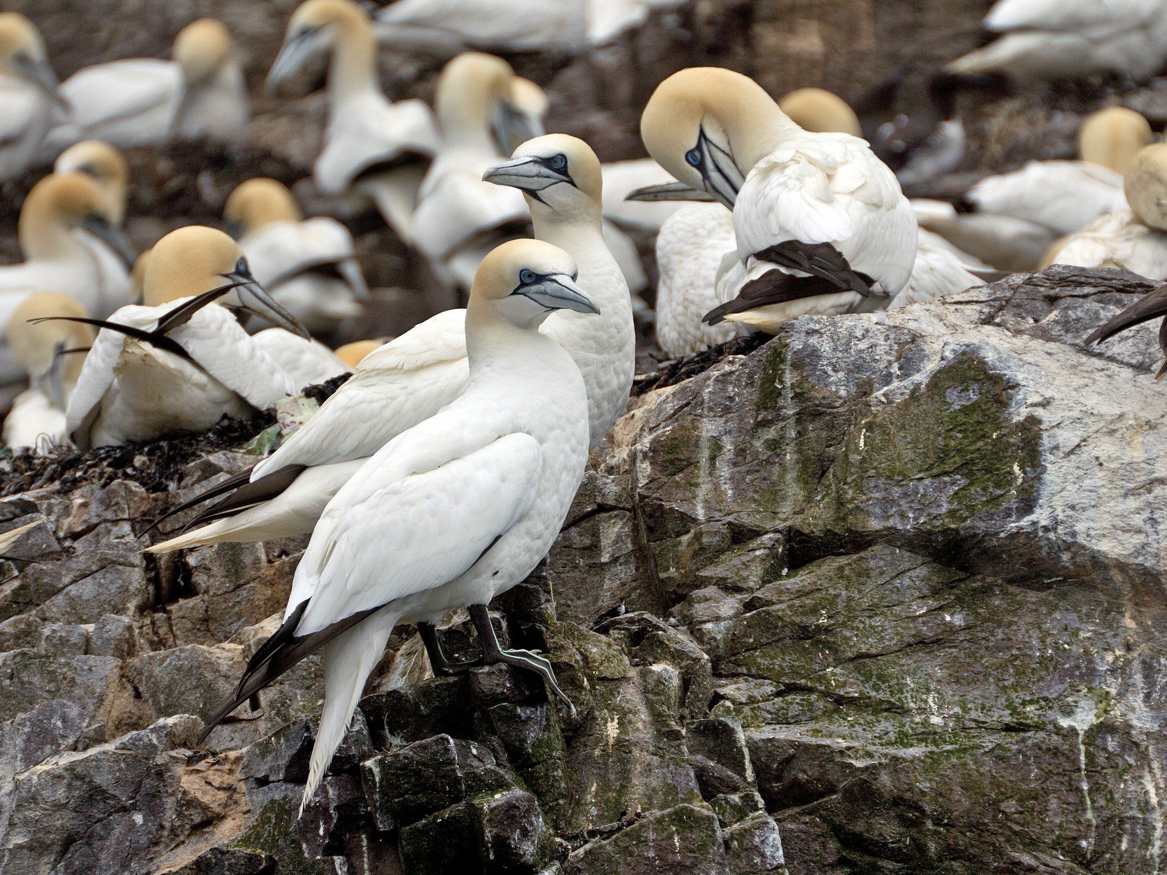 Northern Gannet - eBird