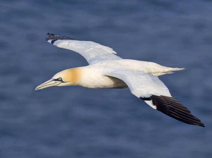 Alcatraz Atlántico - eBird