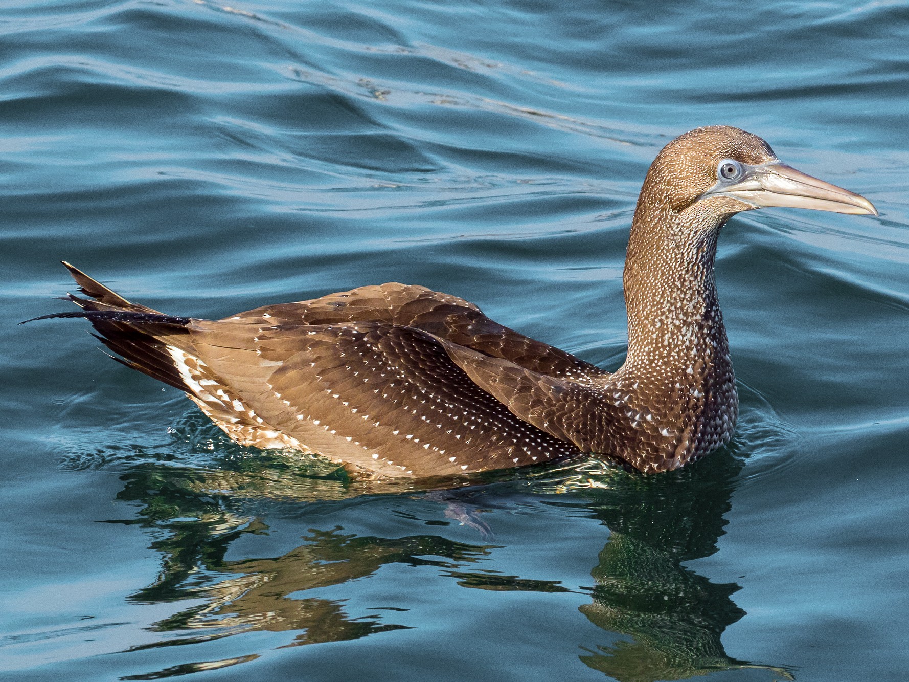 Northern Gannet - eBird