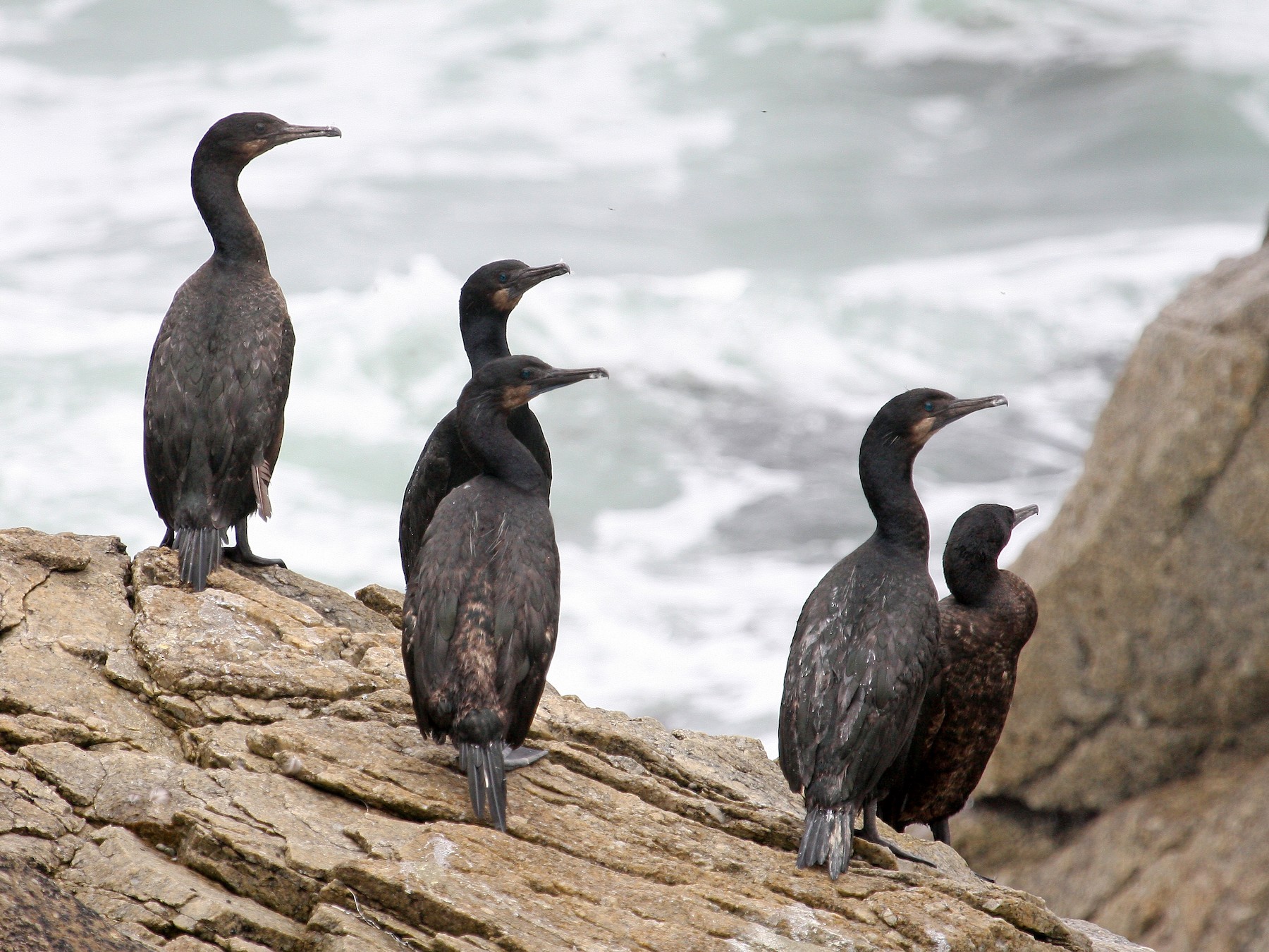 Brandt's Cormorant - eBird
