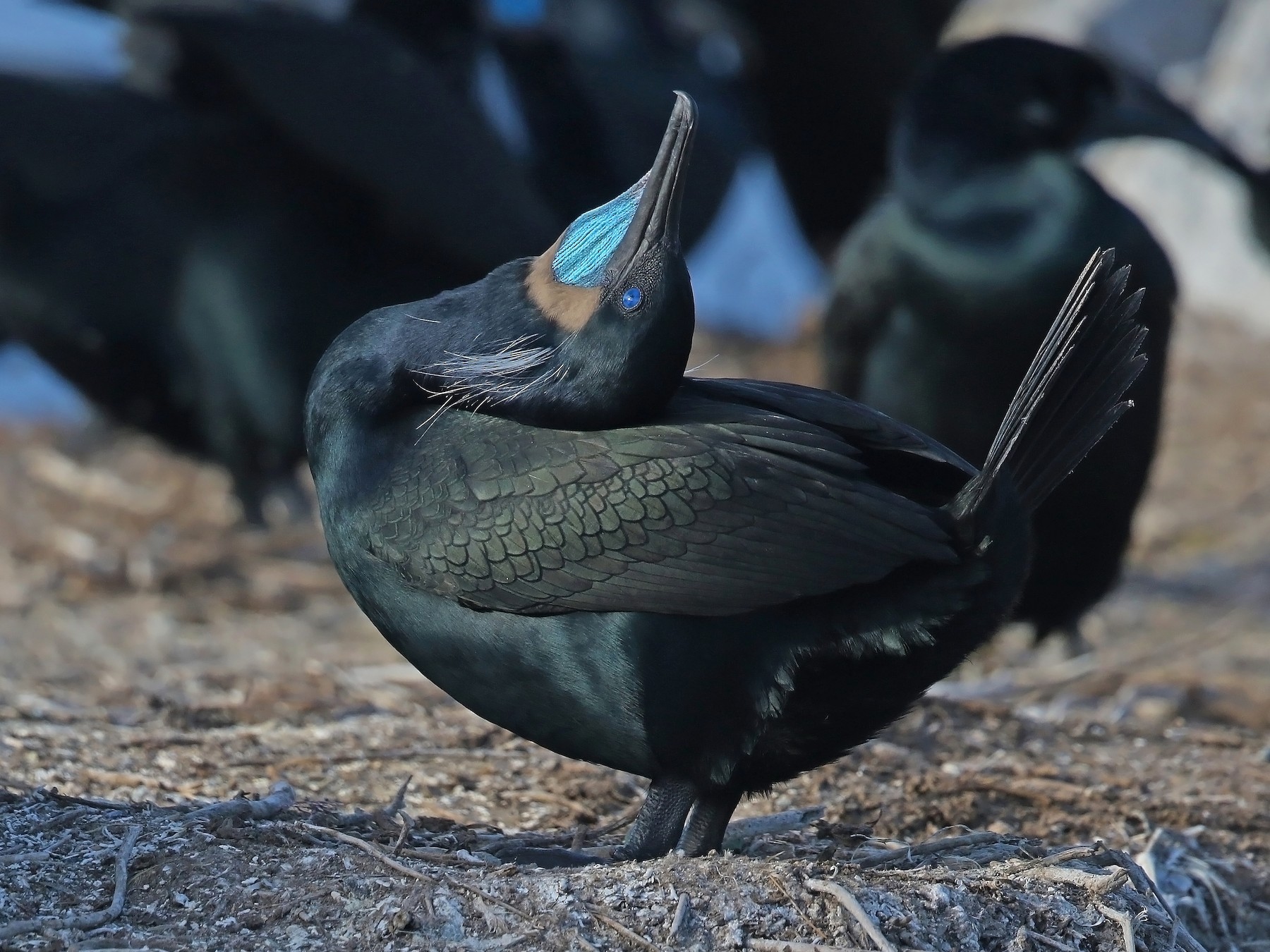 Brandt's Cormorant - eBird