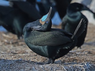 Brandt's Cormorant - eBird