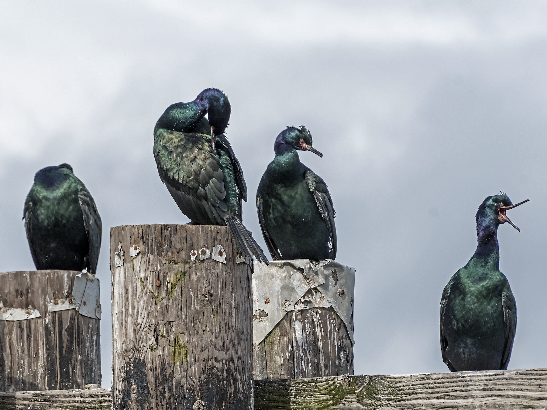Pelagic Cormorant - eBird