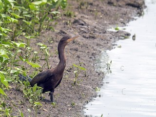 Neotropic Cormorant - Pennsylvania Bird Atlas