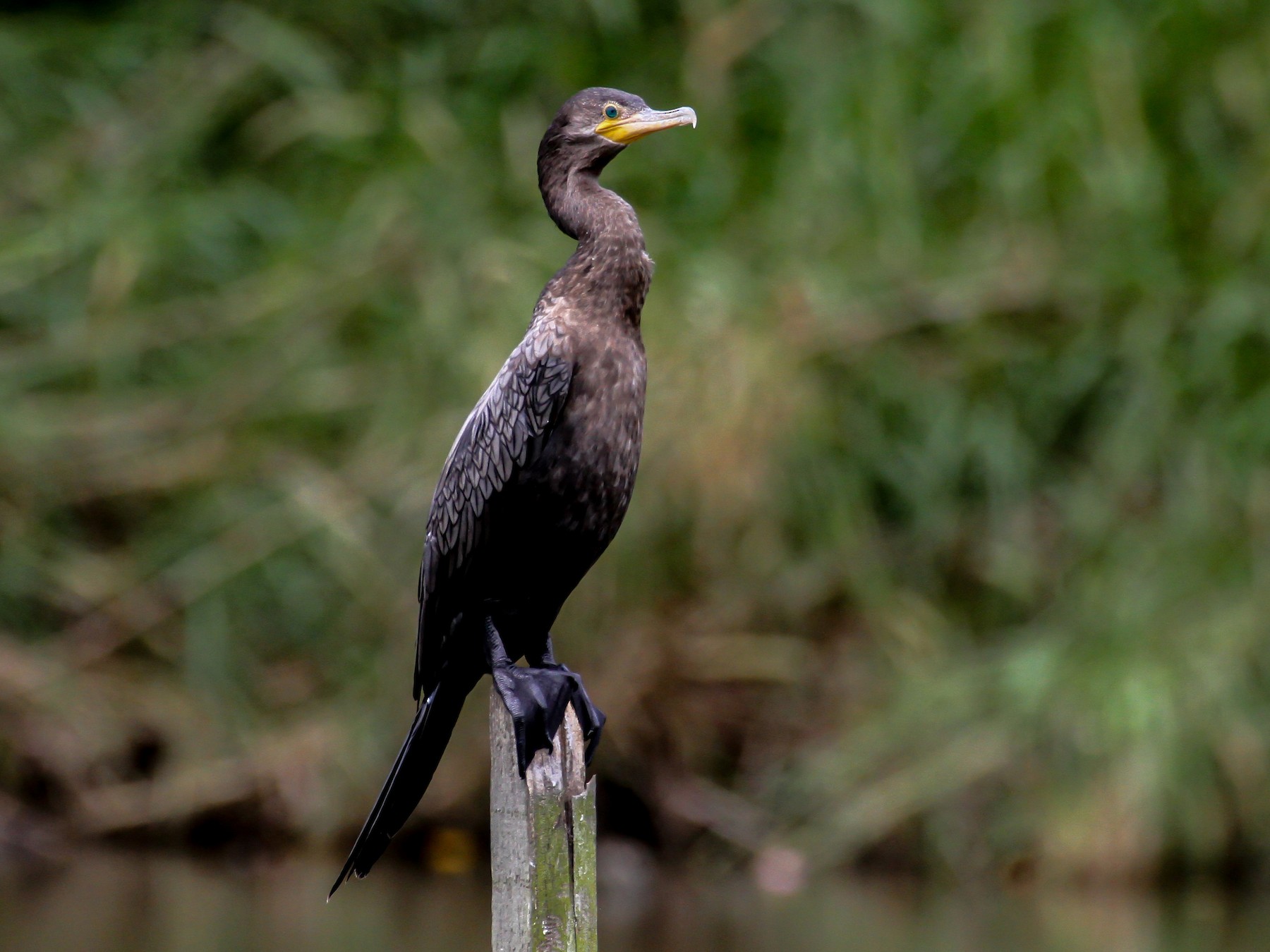 Neotropic Cormorant - eBird