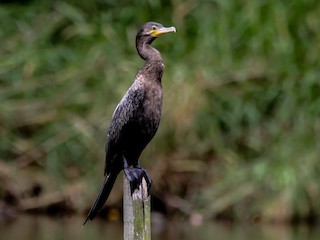 Neotropic Cormorant - eBird