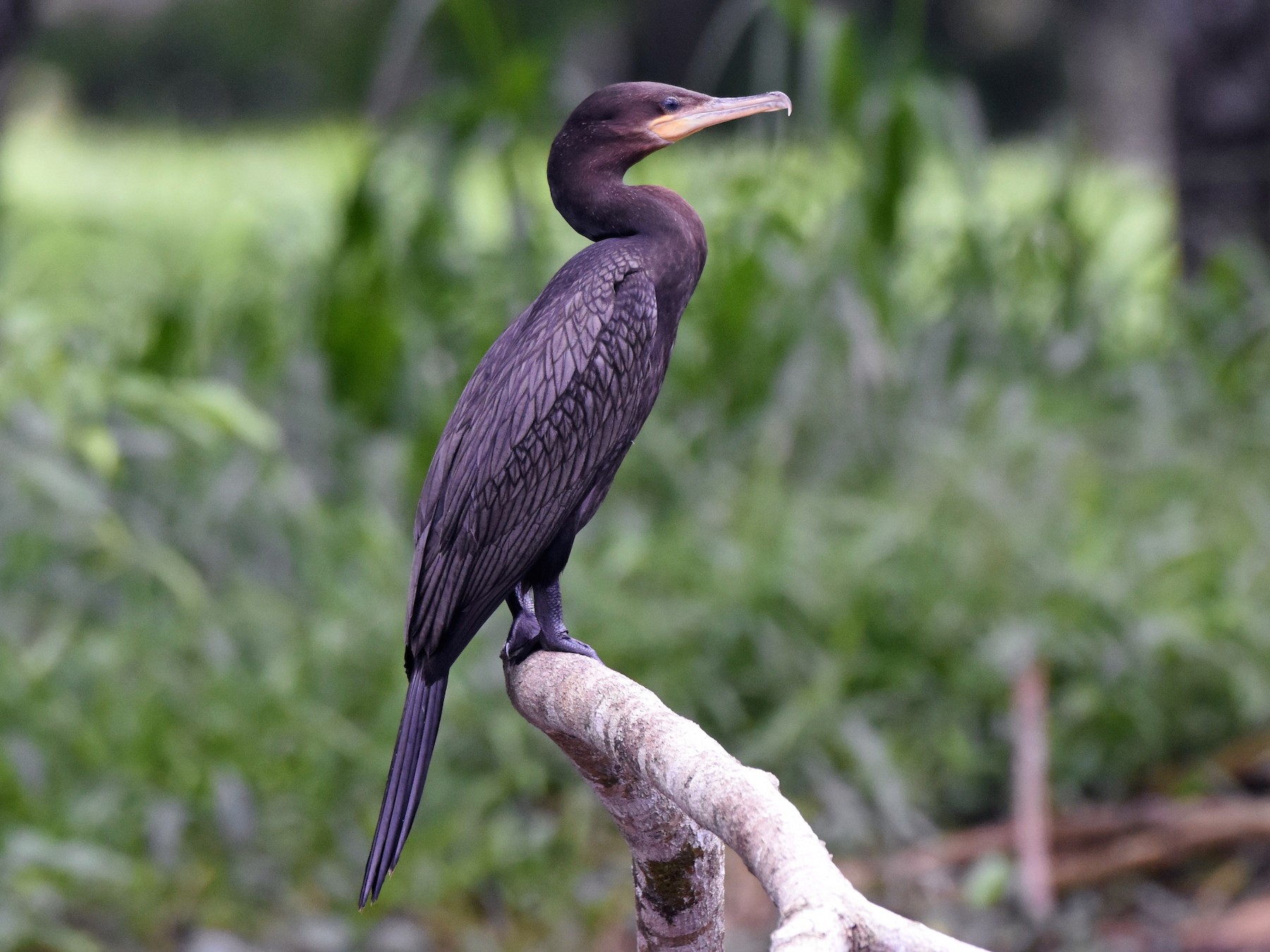 Neotropic Cormorant - eBird