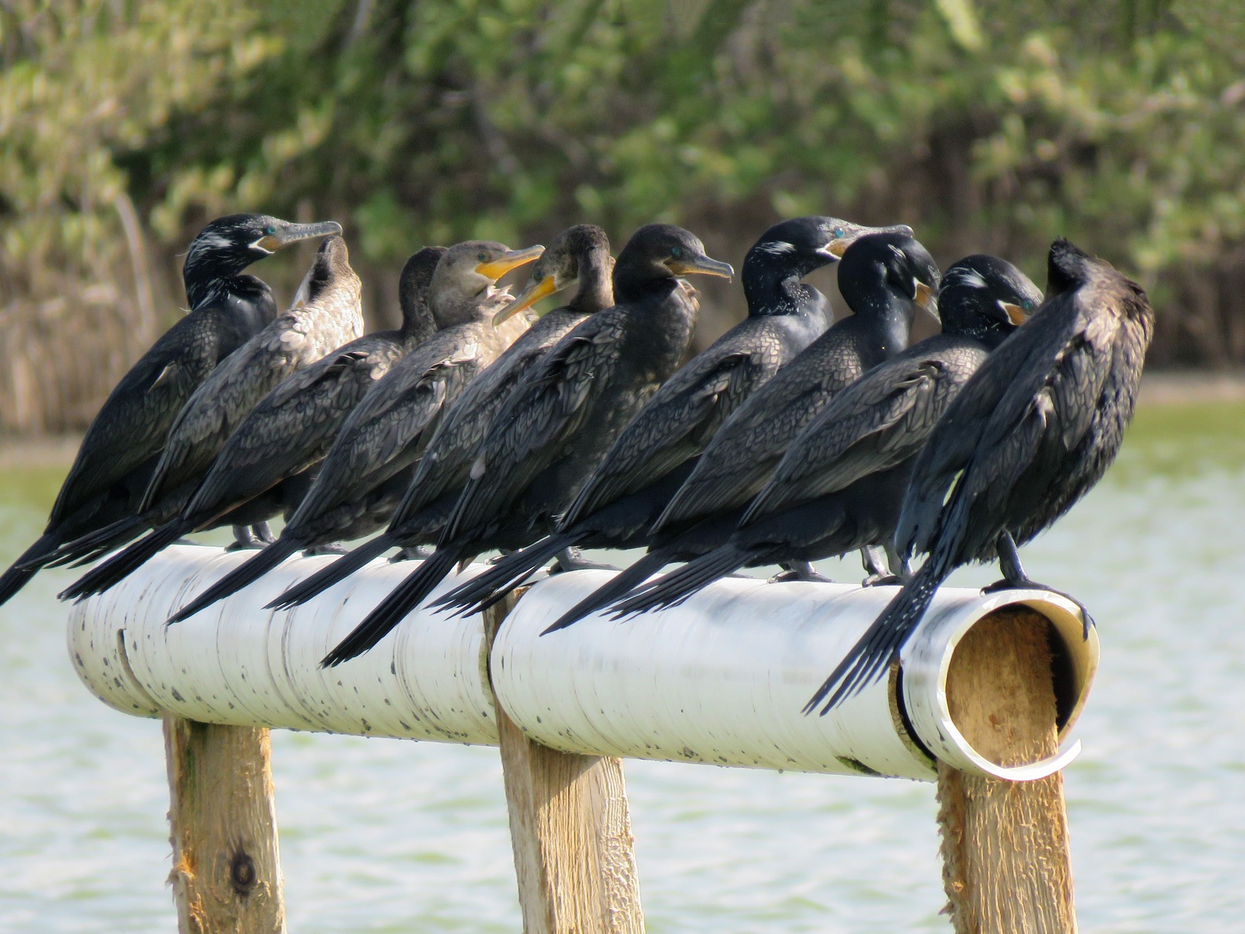 Cormorán Neotropical - eBird