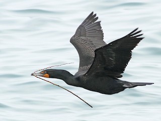 Double-crested Cormorant - Pennsylvania Bird Atlas