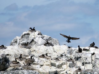 Double-crested Cormorant - Pennsylvania Bird Atlas
