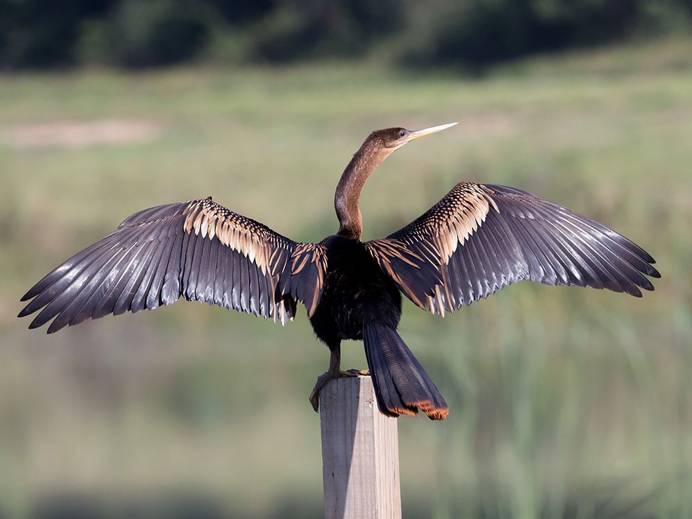 Anhinga - eBird