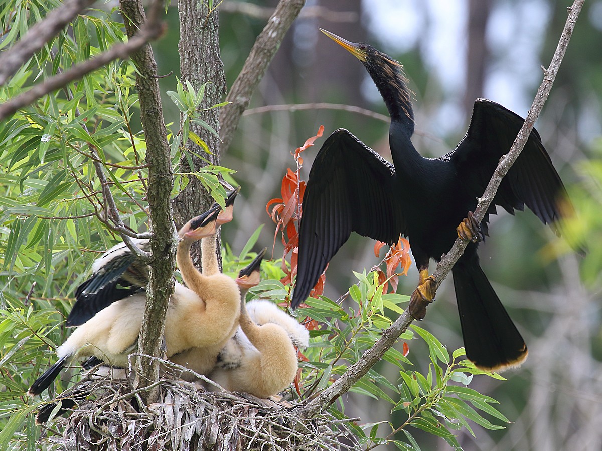 Anhinga - eBird