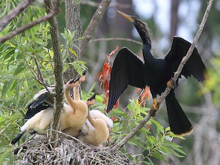 Anhinga - eBird